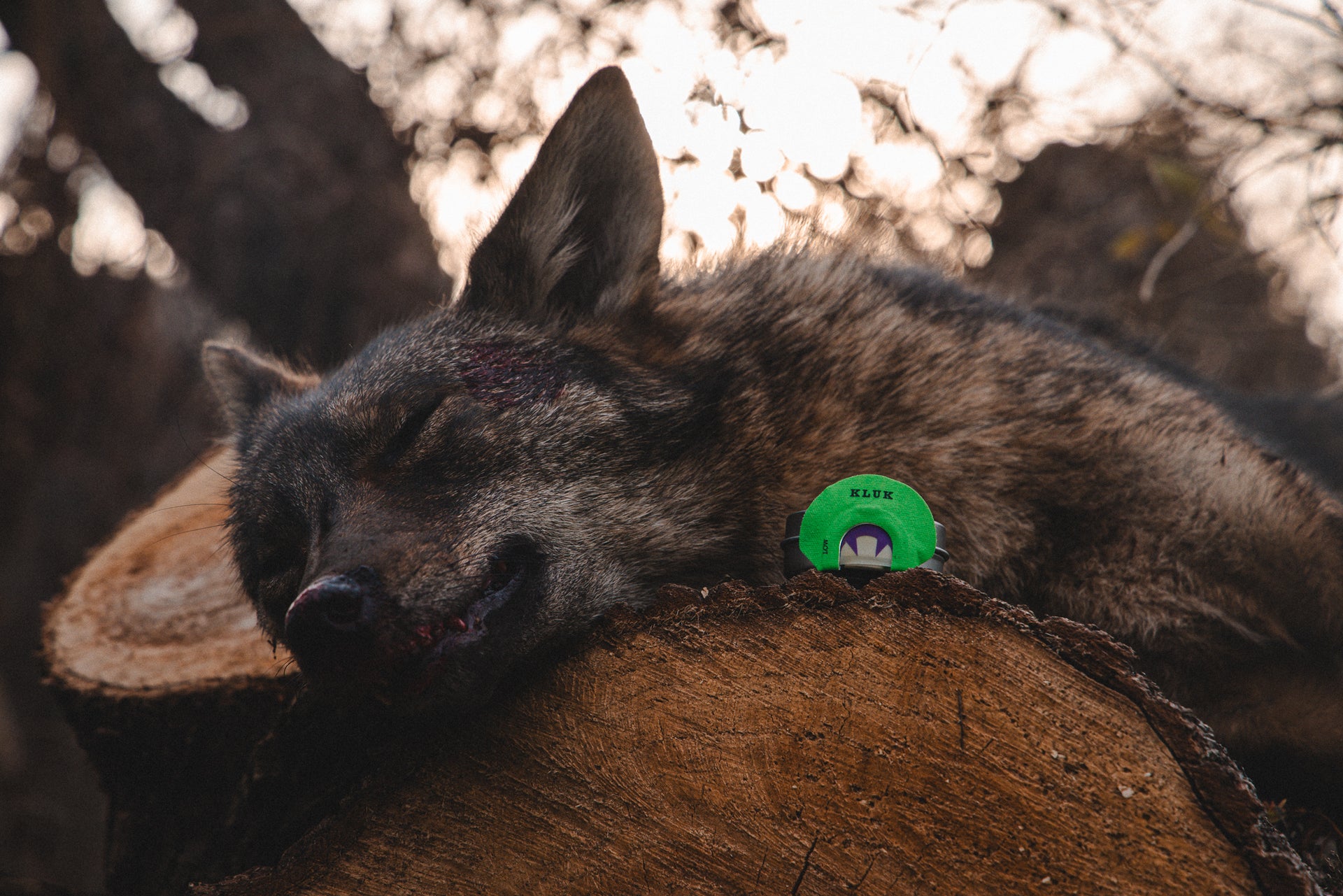 Predator Mouth Calls – KLUK Custom Calls