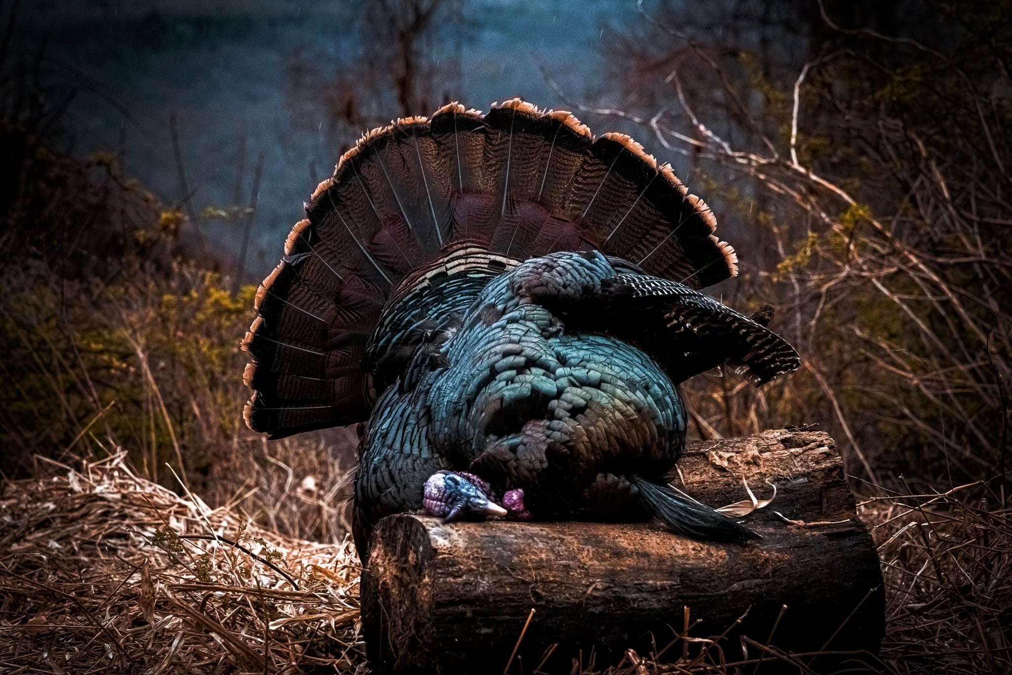 KLUK Custom Calls - Veteran Made Turkey Mouth Calls